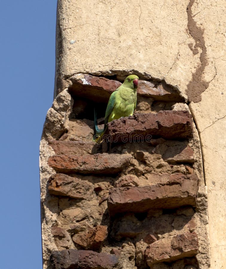 Agra,Utter Pradesh India. Diwan E Khas Parrot among Bricks Stock Image ...