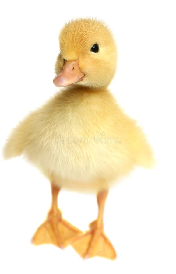 Agradable Un Pequeño Pato Amarillo Imagen de archivo - Imagen de ...