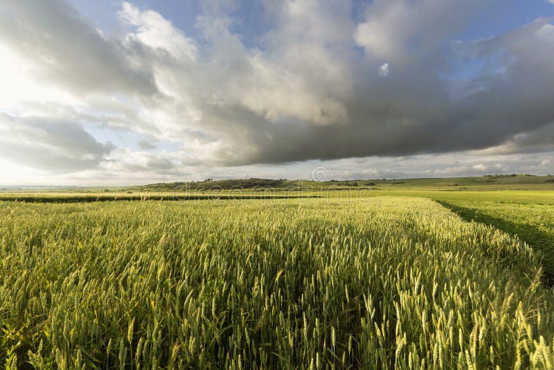 Agrarisch gebied stock afbeelding. Image of blauw, graan - 47777161