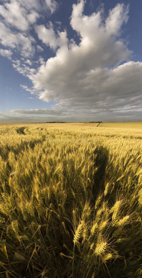 Agrarisch gebied stock foto. Image of landbouwbedrijf - 56433698
