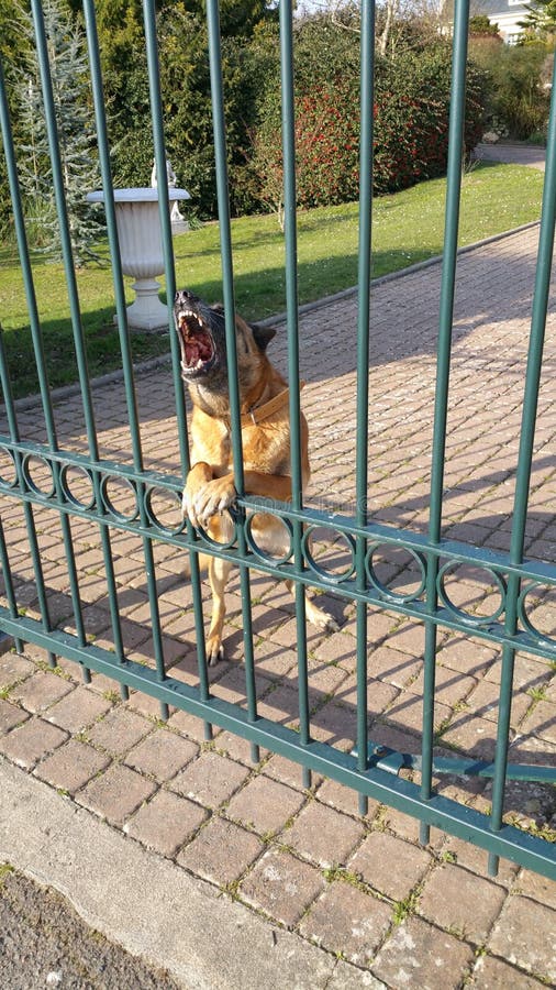 Agressive Looking Guard Dog with Gnashing Teeth Stock Photo - Image of ...