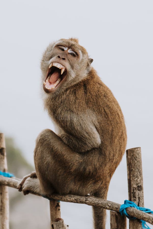 Agressive Monkey in Indonesia Stock Image - Image of summer, kelingking ...