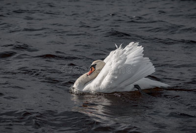 Agressive Swan stock photo. Image of dripping, male, contrasts - 91378136