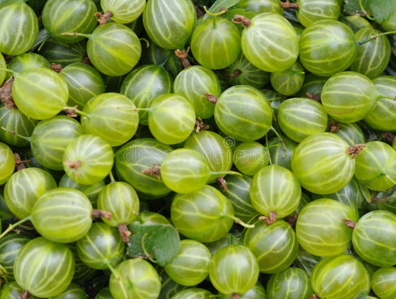 Agrest zdjęcie stock. Obraz złożonej z jagoda, odżywki - 9269802