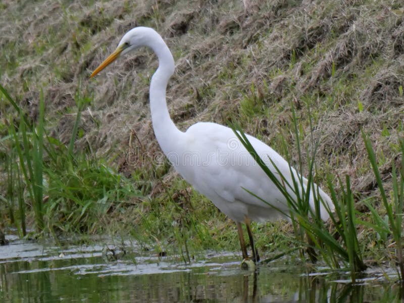 Agret Stock Photos - Free & Royalty-Free Stock Photos from Dreamstime