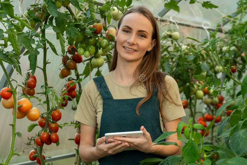 Agribusiness Owner Checking Tomatoes Quality with Technological Tablet ...