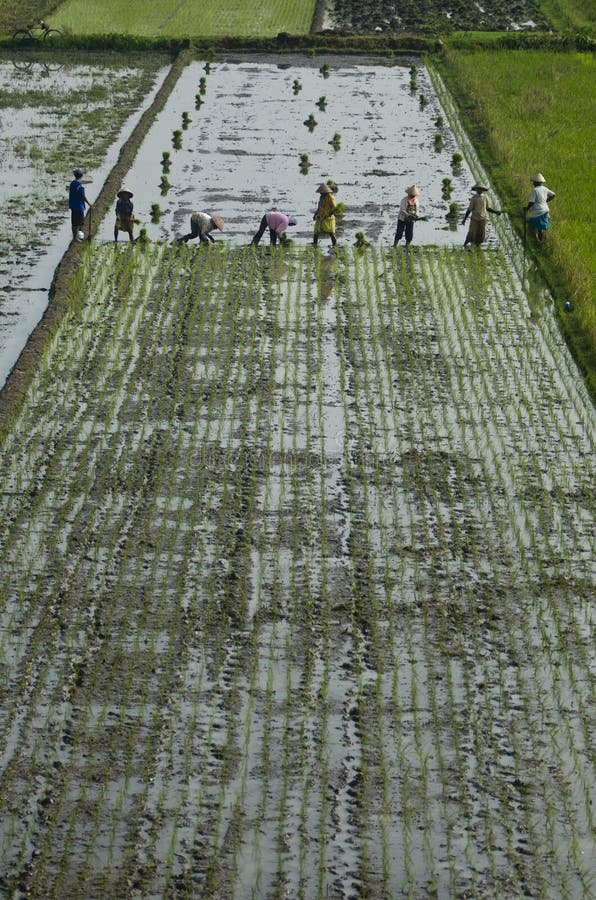 AGRICOLTURA DEL RISO DELL'ASIA Immagine Editoriale - Immagine di dieta ...