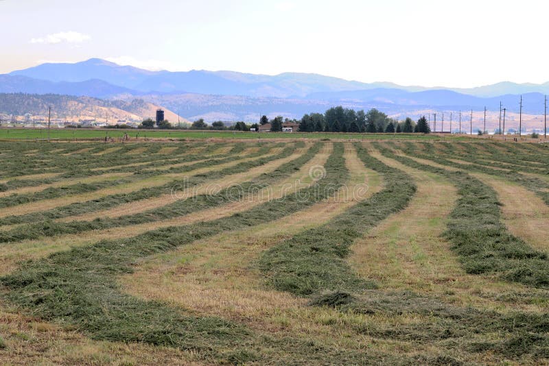 Agriculture: Windrows of Cut Hay Stretching Across a Large Field. Stock ...