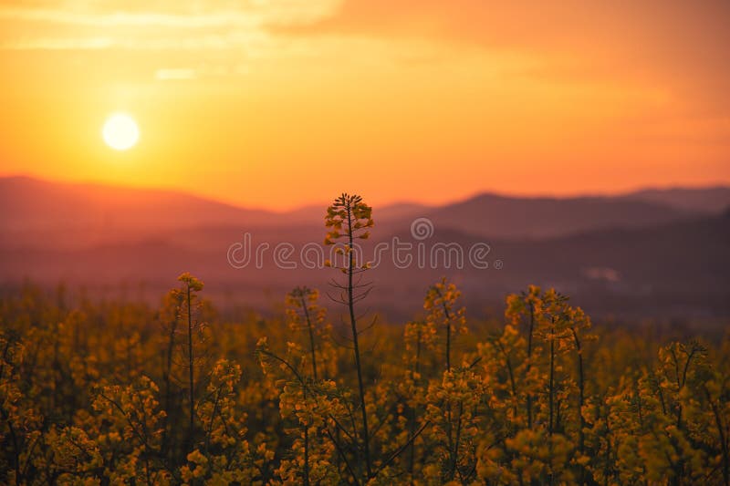 Sun Rising Behind Agricultural Field of Blooming Yellow Rapeseed Stock ...