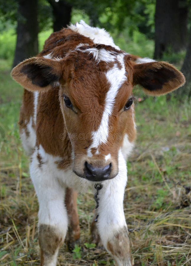 Agricultural animal calf stock image. Image of cattle - 76119183