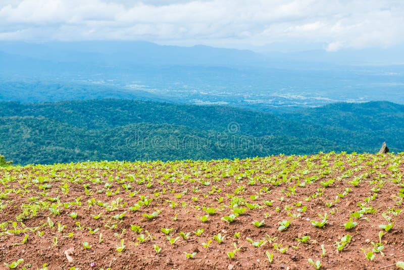 Agricultural Area on Mountain Stock Photo - Image of landscape ...