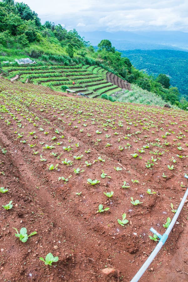 Agricultural Area on Mountain Stock Image - Image of agricultural ...