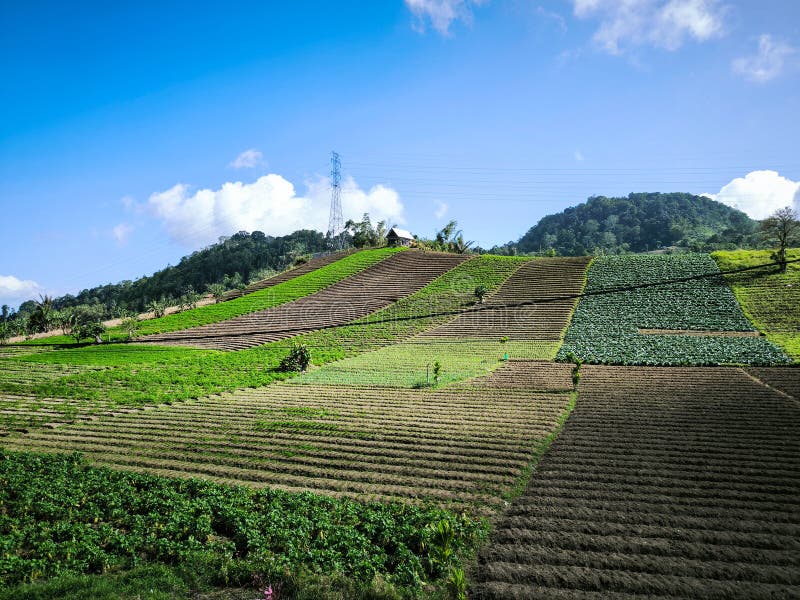 Agricultural Area in Rurukan Village Stock Image - Image of farming ...