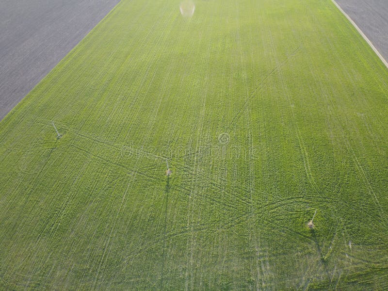 Agricultural Area with Winter Wheat Crops through Which Power Lines ...