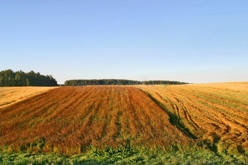 Agricultural Autumn Field Picture. Image: 1259870