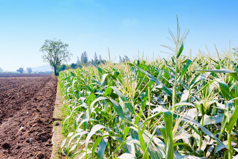 Agricultural background stock photo. Image of farmland - 74565252