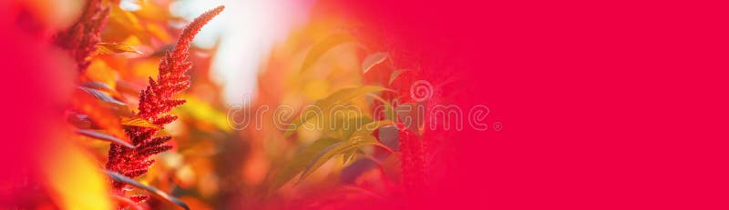 Edible Amaranth, Southern Red, Stock Image - Image of ground, amaranth ...