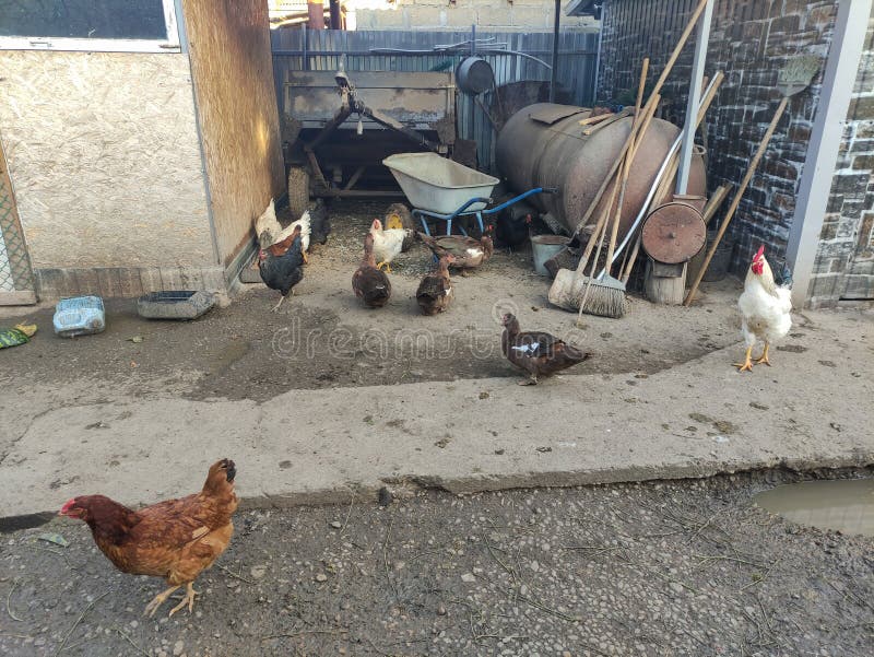 Agricultural Birds in the Farm Yard Stock Photo - Image of closeup ...