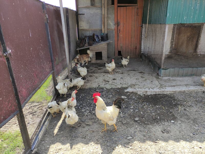 Agricultural Birds in the Farm Yard Stock Photo - Image of bird, feed ...