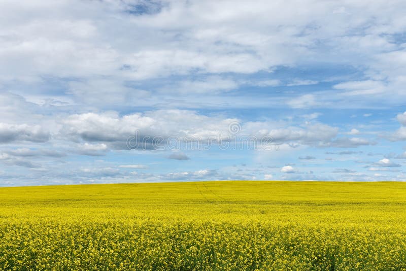 Agricultural Canola Field in Bloom Stock Image - Image of agriculture ...