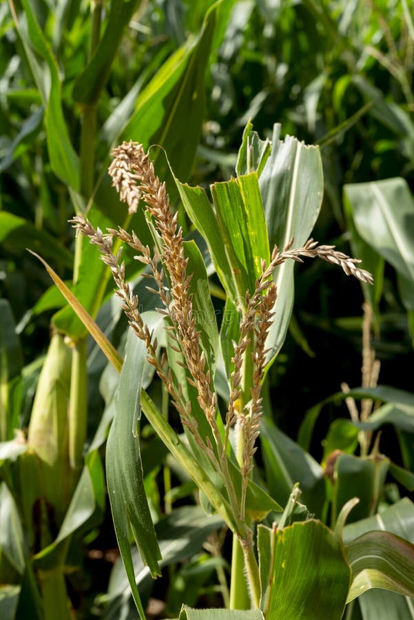 Agricultural, Close Up of Corn Plantation in Flowering Phase Stock ...