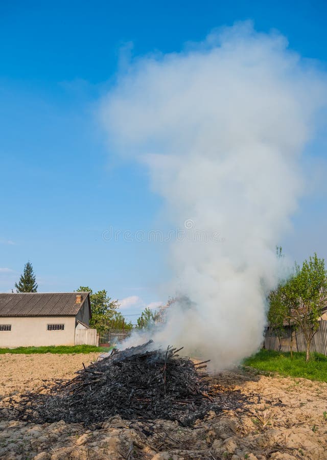 Burning pile of dry corn stock photo. Image of garden - 115573494