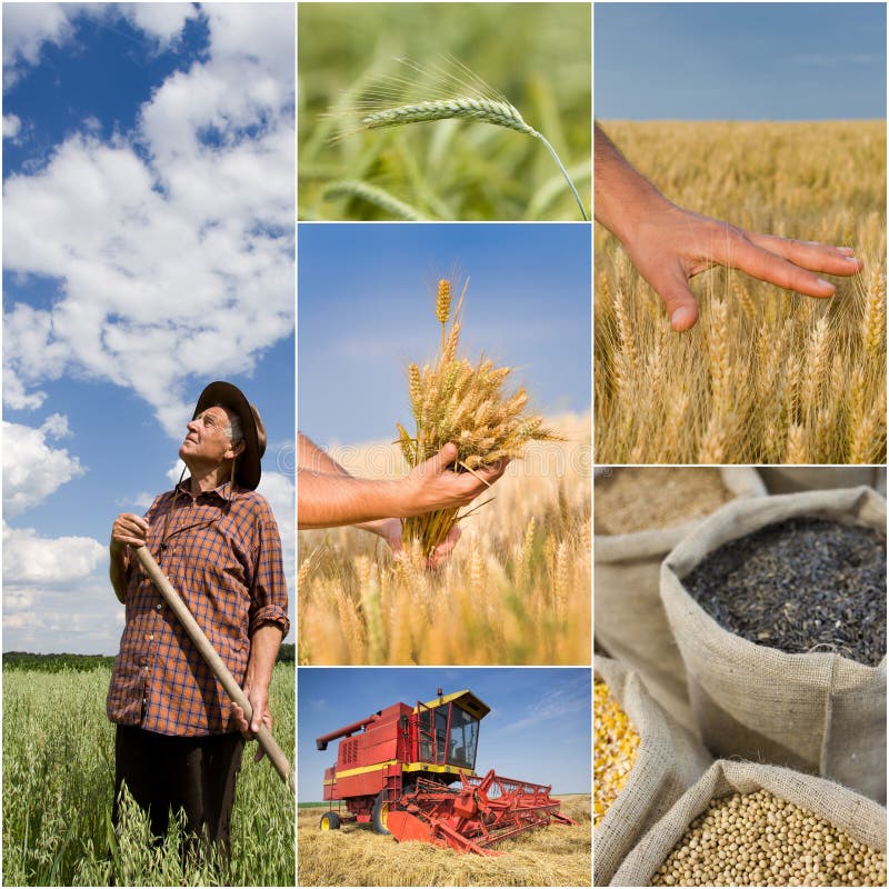 Agriculture collage stock photo. Image of bale, collection - 26255516