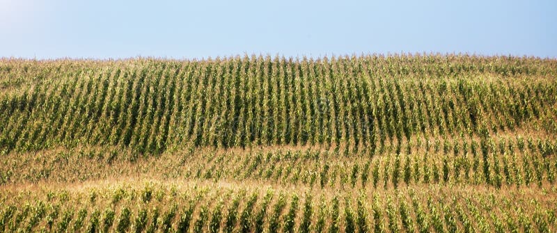 Agricultural Corn Field Extending To the Horizon. Stock Image - Image ...