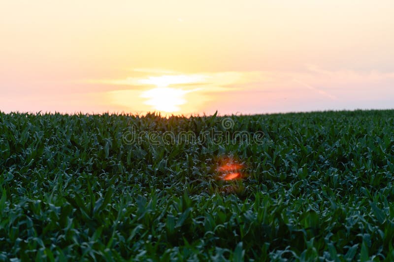 Agricultural Corn Field at Sunset Stock Photo - Image of industry ...