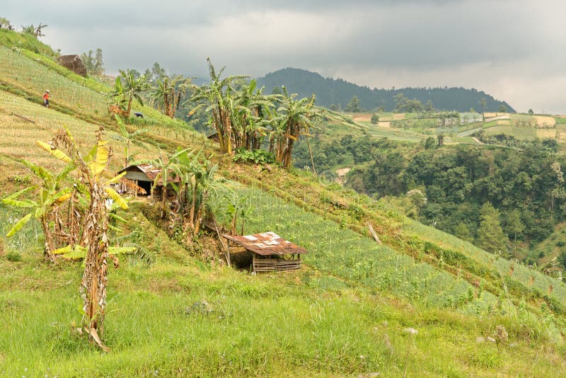 1,186 Agricultural Farming Java Stock Photos - Free & Royalty-Free ...