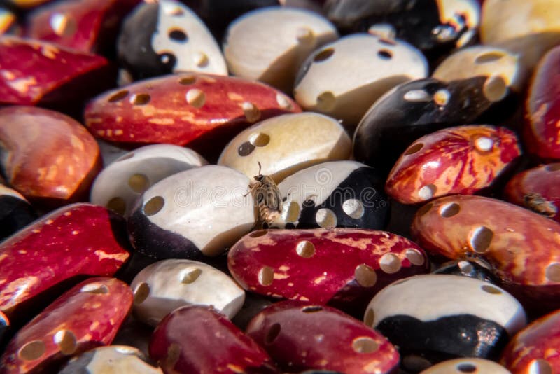 Agricultural Crop Destroyed by Pests Stock Image - Image of mosaic ...