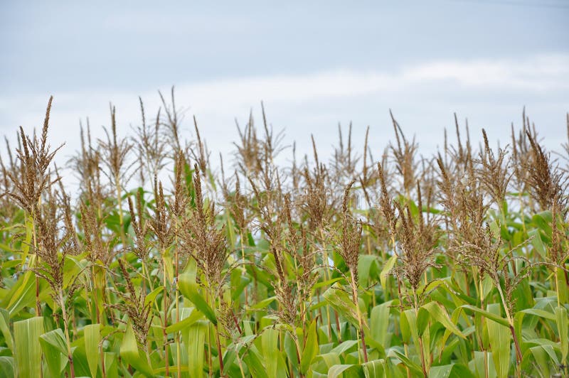 Agricultural Crops stock photo. Image of agricultural - 13181486