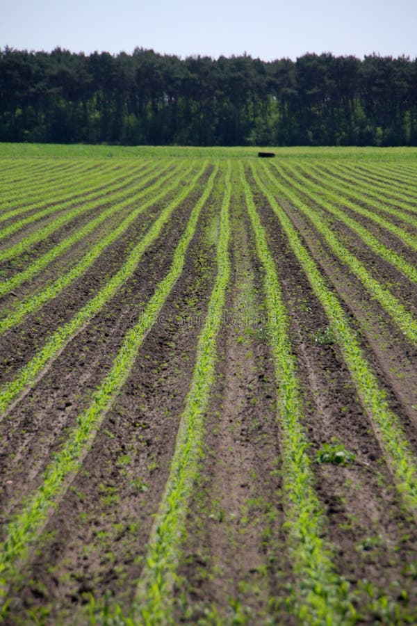 Agricultural crops stock image. Image of natural, output - 14699315