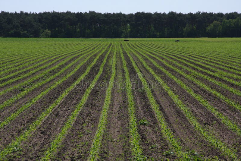 Agricultural crops stock image. Image of crop, landscape - 14699337