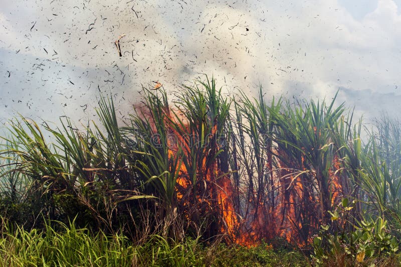 Agricultural Crops Burning Affecting Global Warming Stock Photo - Image ...