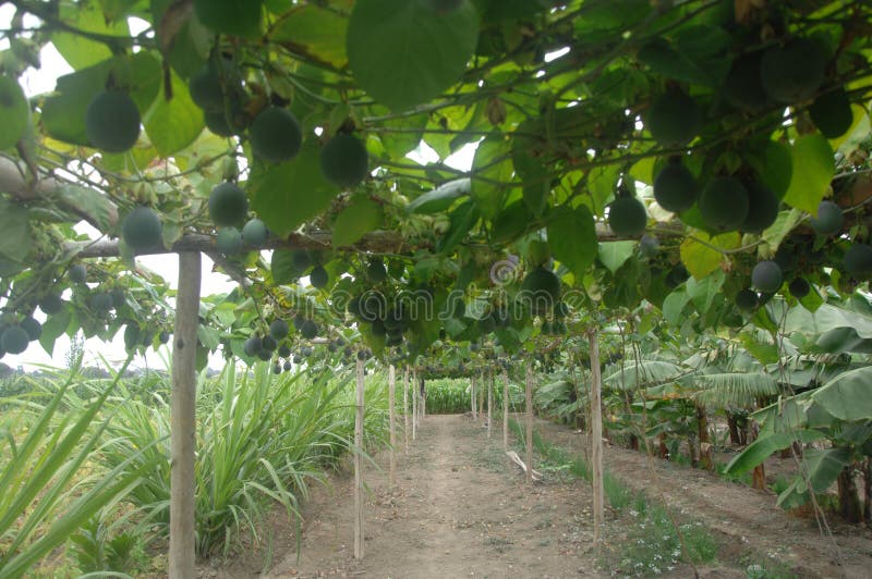 Agricultural Crops in Reque Peru Stock Image - Image of palm, hanging ...