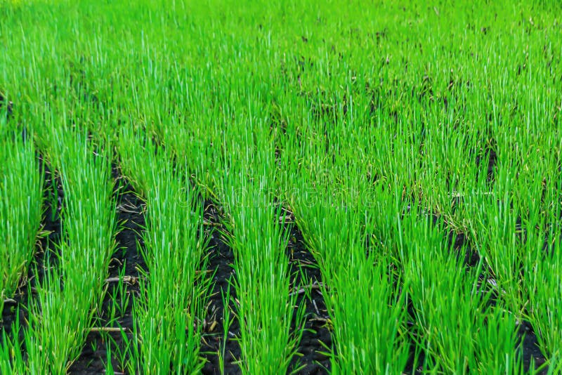 Agricultural Crops in Rows Close Up Stock Photo - Image of crop, lush ...