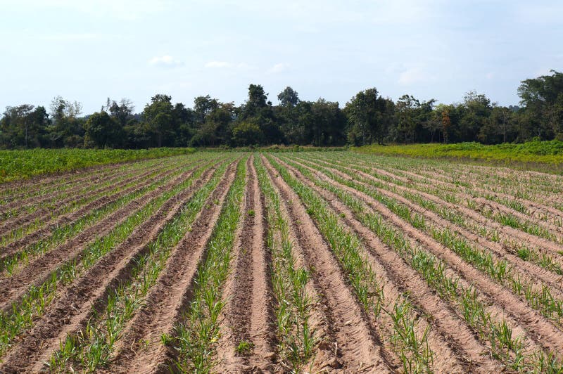Agricultural cultivation stock photo. Image of tillage - 48400798