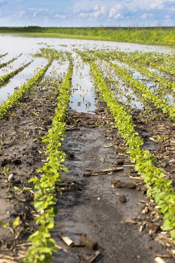 Flooded field of row crop stock image. Image of dirt - 31449461