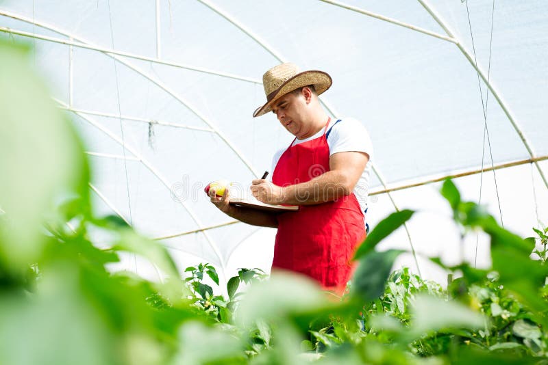 Agricultural Engineer Working in the Greenhouse. Stock Image - Image of ...