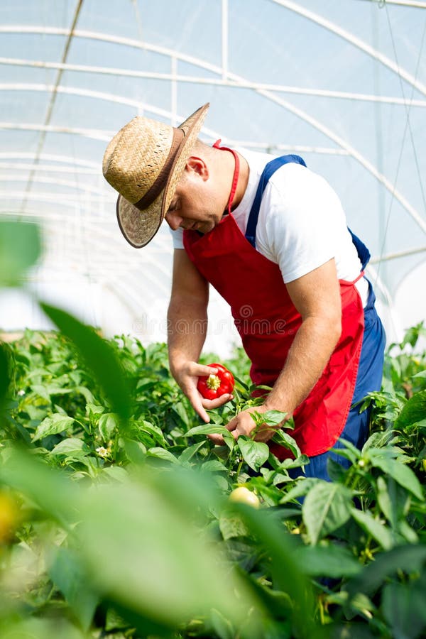 Agricultural Engineer Working in the Greenhouse. Stock Image - Image of ...