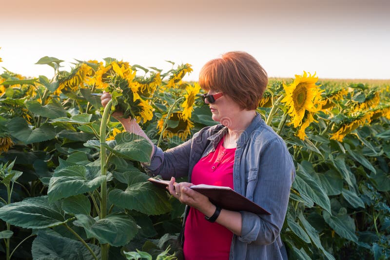 Agricultural expert stock image. Image of harvest, farmer - 56614481
