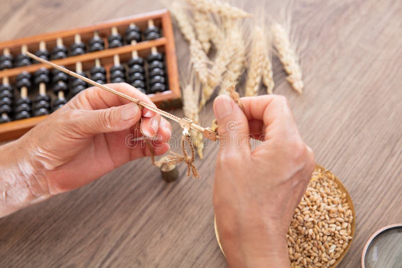 Agricultural Experts are Estimating the Output of New Wheat by Sampling ...