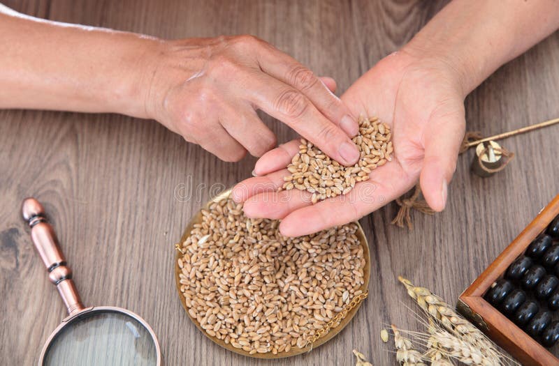 Agricultural Experts are Studying and Analyzing the Yield and Quality ...