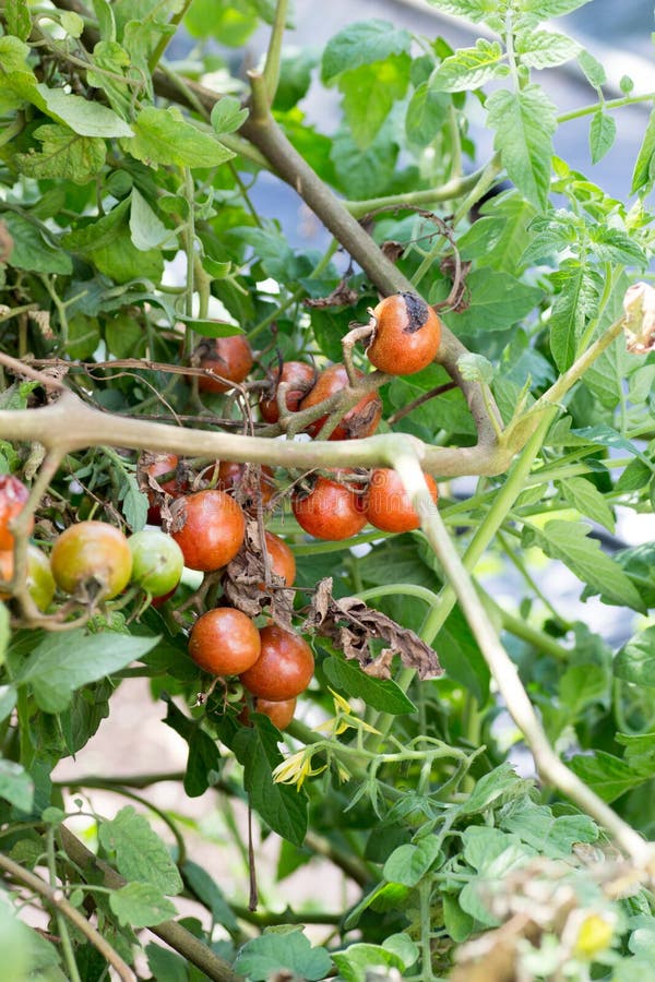 Damaged Rotten Green Tomato By Insect Bite On Farm Stock Image - Image of cherry, gardening ...