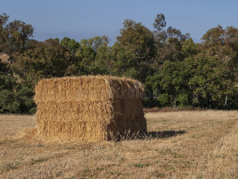 Agricultural Farm Captured on a Sunny Day Stock Image - Image of crop ...