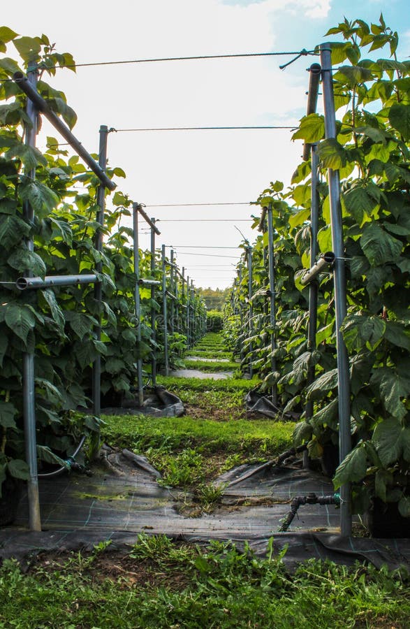 Agricultural Farm Field with Big Quantity of the Raspberry Plants Stock ...