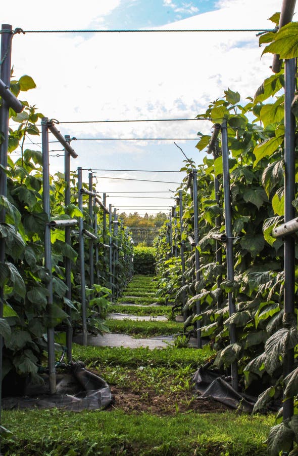 Agricultural Farm Field Big Quantity Raspberry Plants Stock Photos ...