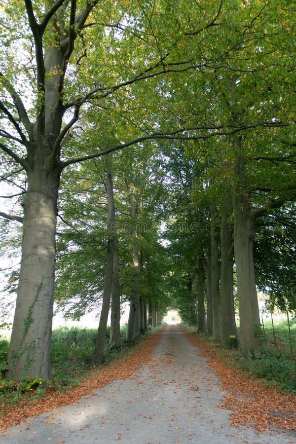 Agricultural Farm Lane Lined with Beech Trees Stock Photo - Image of ...