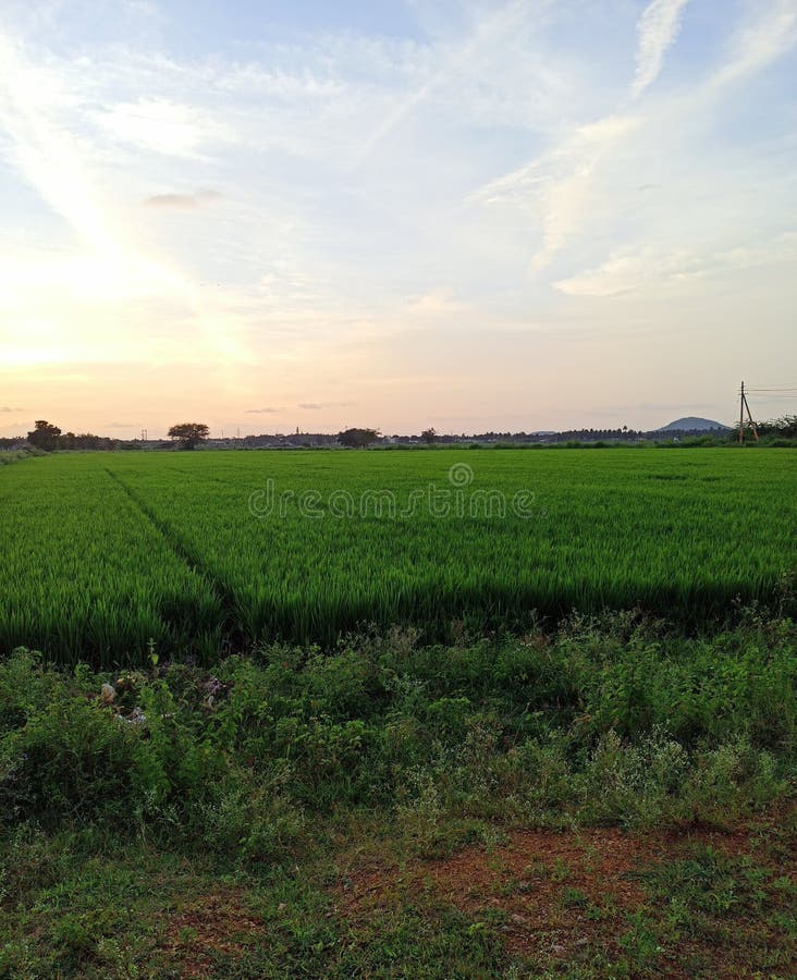 Agricultural Farm during Sunset Stock Photo - Image of farm, sunset ...